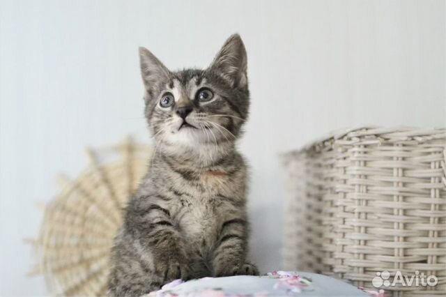 Тигровая красотка ищет дом