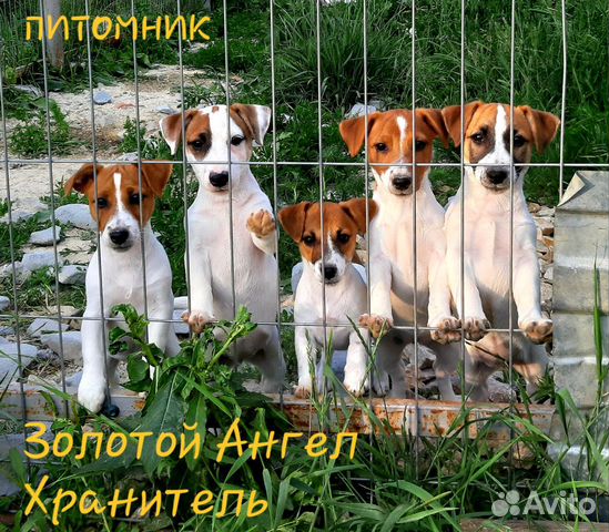 Джек Рассел терьер, суки на совладение и щенки