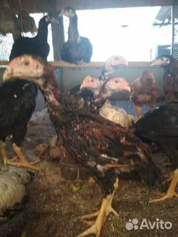 Продам бойцовых петухов