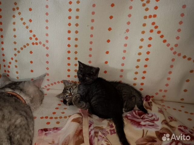 Котята