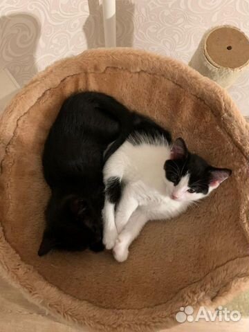 Милые и воспитанные котята ищут дом у хороших и за