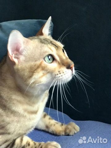 Снежный бенгал (редкий окрас сепия)