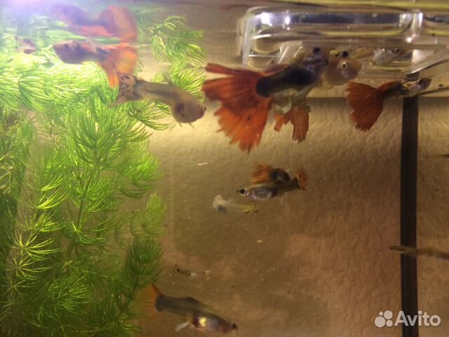 Отдам гуппи