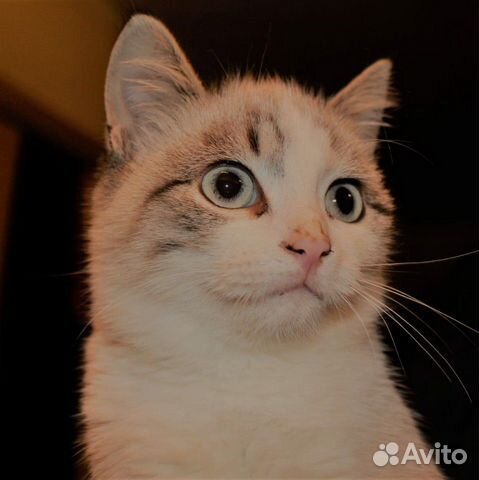 Голубоглазый котенок цвета капучино в дар