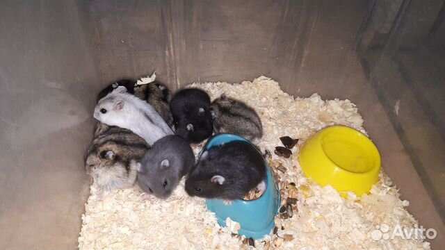 Морские свинки,хомяки сирийские и джунгарские