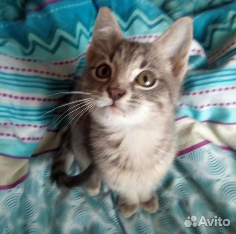 Котёнок мальчик