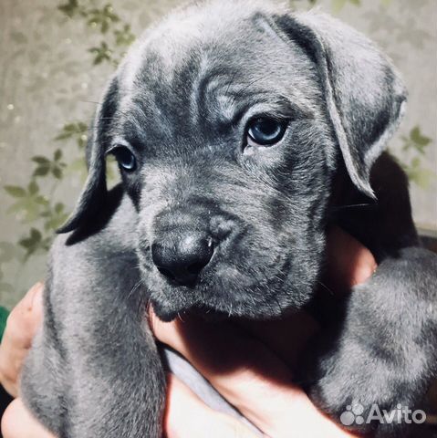 Щенки 3 недели