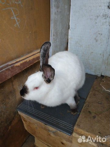 Продам кроликов самку и самца взрослые.кролики чис