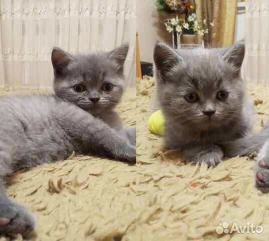 Шотландские котята