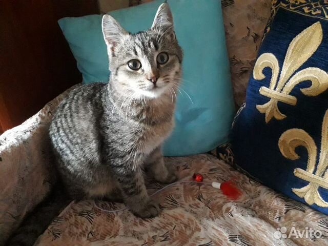 Котёнок Макс 4,5 мес в добрые руки