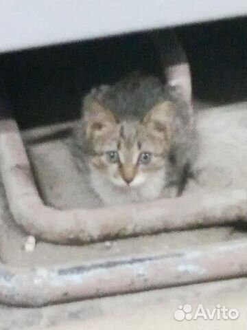 Котенок с завода