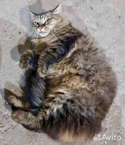 Молодой сибирский кот