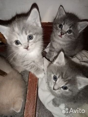 Милые котята