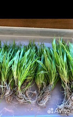 Бликса японская