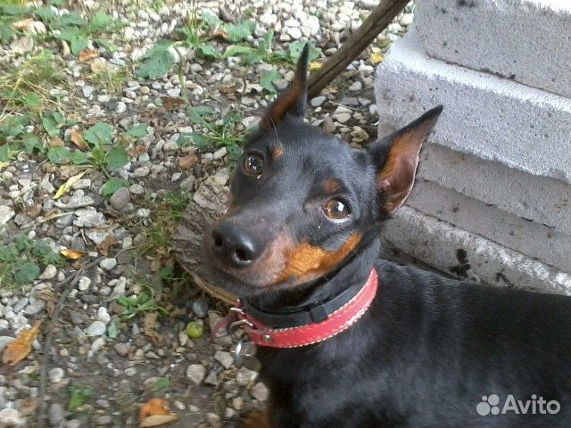 Цвергпинчер в дар