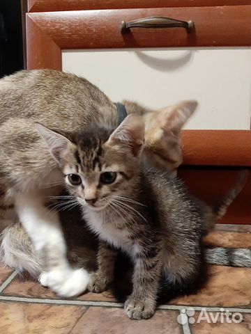 Котята в дрбрые руки