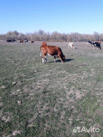 Коровы, телка