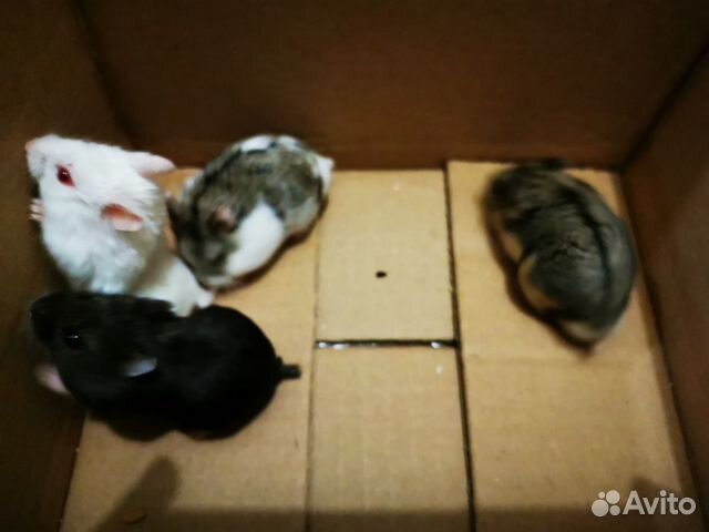 Хомяки Кэмпбелла