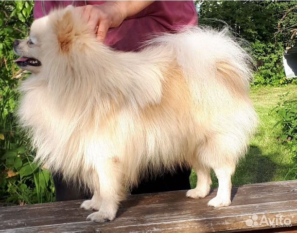 Предлагаю вязку