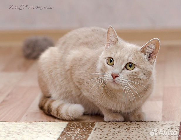 Нежная Лана