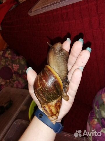 Улиточки Ахатинки и Ахатины Альбино