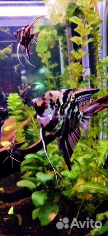 Мраморные скалярии большие