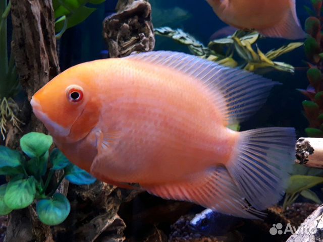 Цихлазрма Северум оранжевые пара