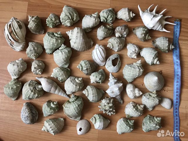 Ракушки, декор, грунт для аквариума обмен на рыбок