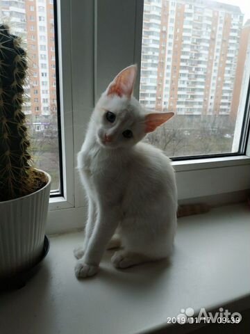 Котик Беляшик ищет дом