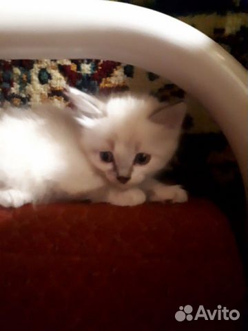 Отдам в хорошие руки 2-х котят мальчика и девочку