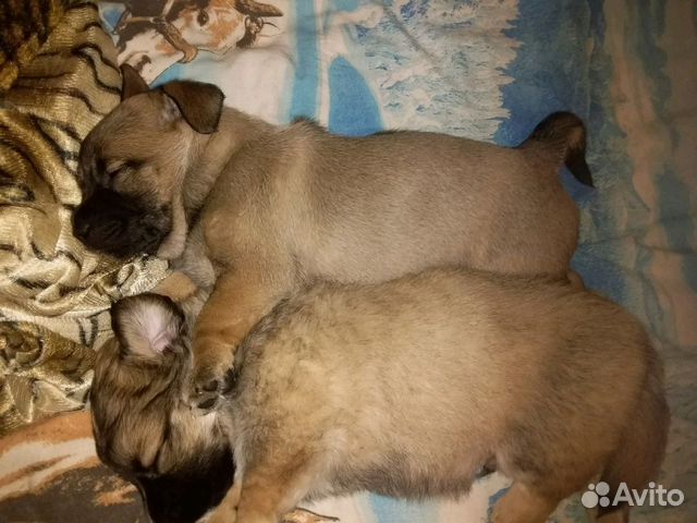 Щенки мальчик и девочка