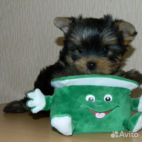 Продаются девочки красавицы