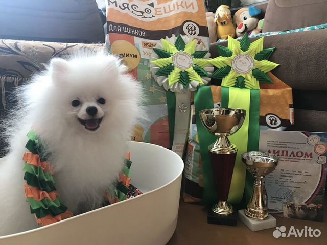 Белый шпиц выставочный