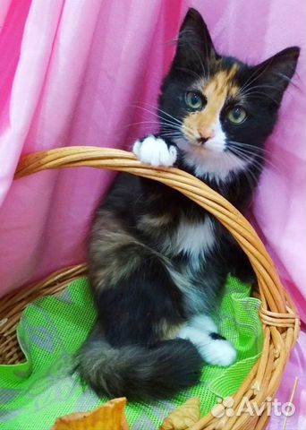 Котёнок девочка Листик 3,5 месяца в добрые руки