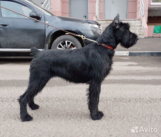 Ризеншнауцера щенок