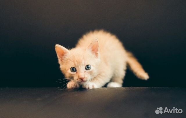 Персиковый котёнок мальчик. Бесплатно