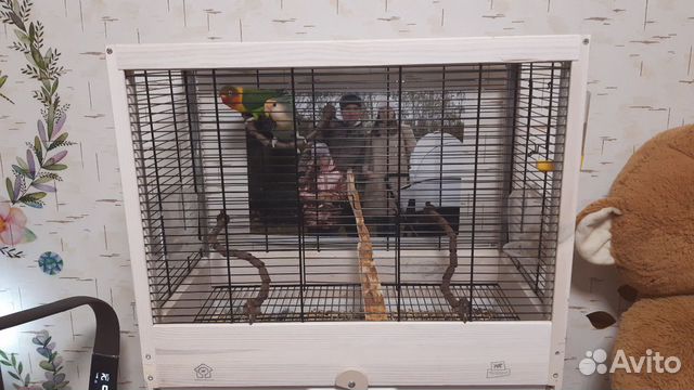 Попугаи Неразлучники 2шт