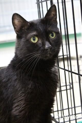 Черный кот Норис