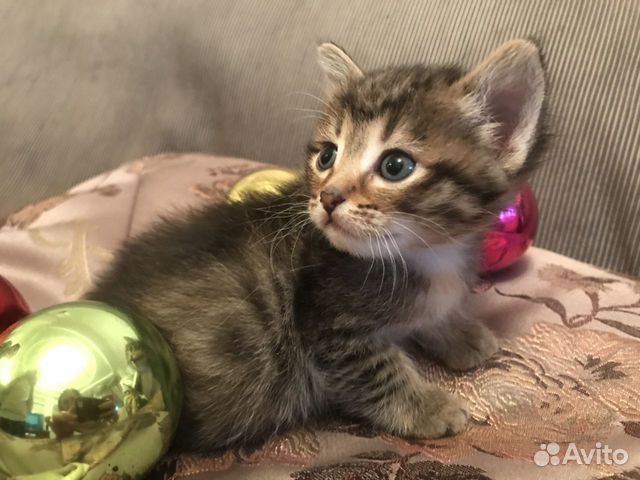 Котёнок-тигрёнок