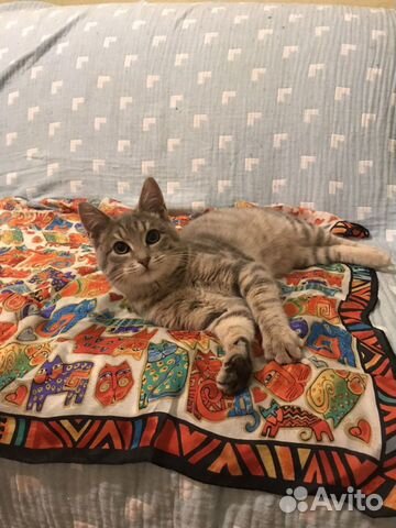 Котик Базилио ищет любящую семью