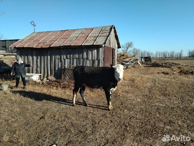 Тёлка от высокоудойной коровы