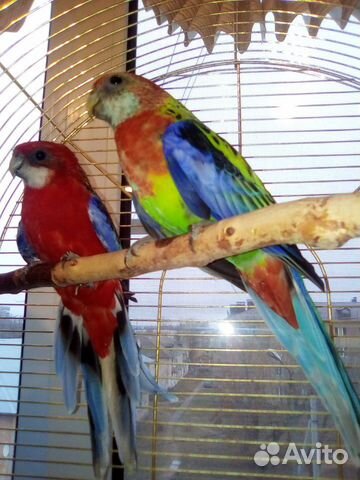 Попугай разелы
