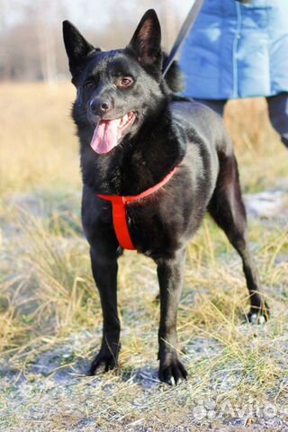 Отдам собаку