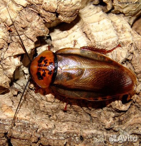 Таракан Оранжевоголовый (Eublaberus posticus)