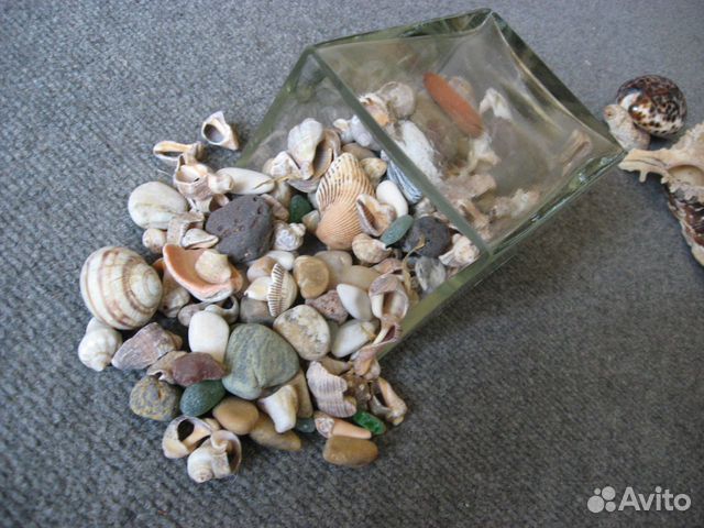 Ракушки. Морские богатства