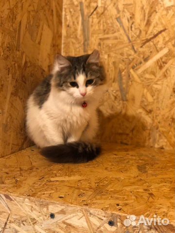 Котенок бесплатно