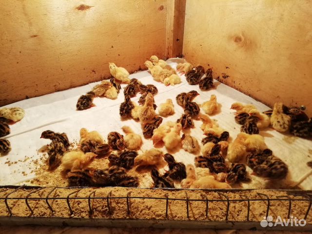 Цыплята перепелов