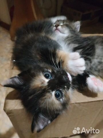 Трёшка ищет семью