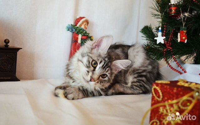 Все эмоции на лицо