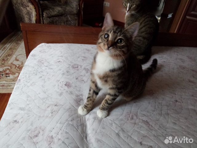 Кошка